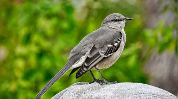 6 birds that can mimic human voices the best