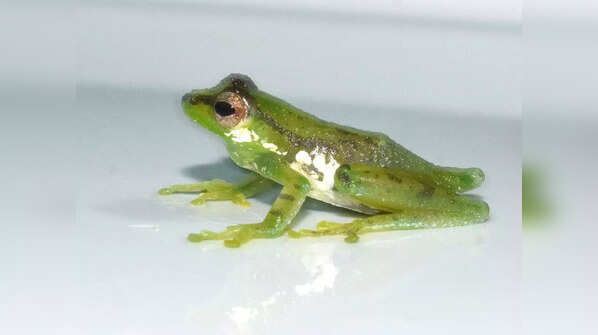 9 rare creatures discovered recently in India