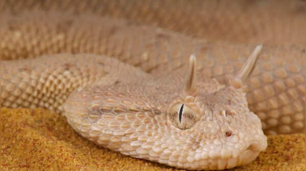 7 fascinating snakes that have horns and how they survive in the wild