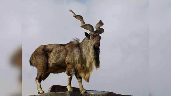 8 rare animals found in Pakistan