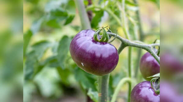From Purple tomatoes to black garlic- lesser-known superfoods and their ...