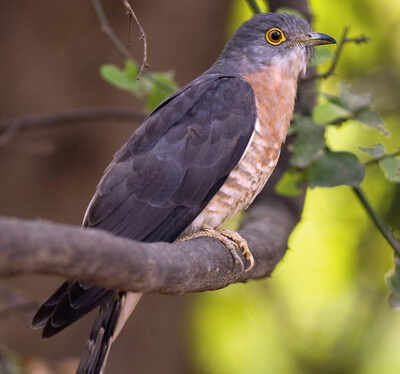 Urban Jungle: Common Hawk Cuckoo