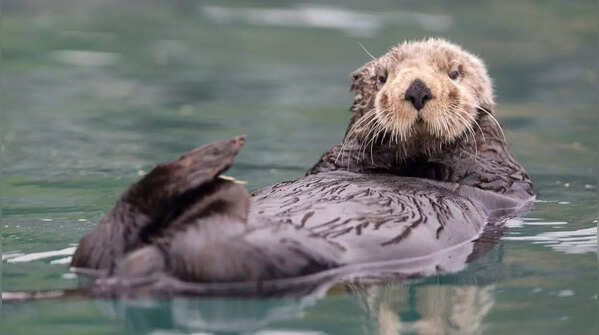 From Holding Hands to Using Tools: 5 Things That Make Otters Amazing