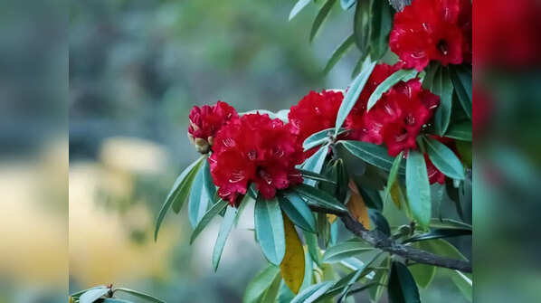 What is Buransh? Benefits and uses of this magical flower