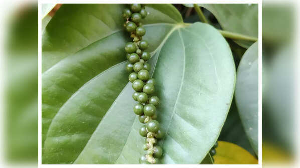 This is why Kampot Pepper is considered the finest pepper in the world