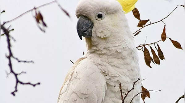 7 best types of talking pet birds