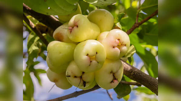 What is white jamun, and why is it a must-have in summer