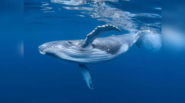 8 largest animals that ever lived