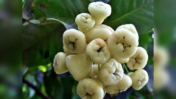 What is white jamun, and why is it a must-have in summer