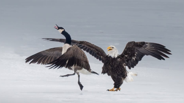 Clash on ice: An American bald eagle, a Canada goose in an unlikely fight