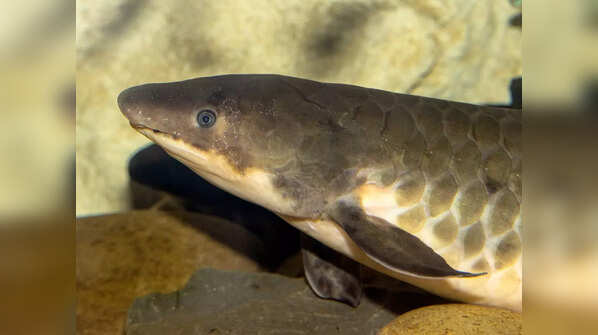 8 fishes that can live without oxygen and how