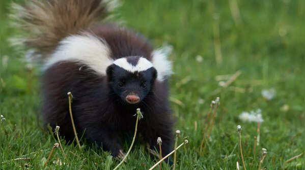 The world’s smelliest animals you have to smell to believe