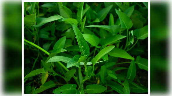 Types Of Indian Saag And Health Benefits: 9 saag varieties from across ...