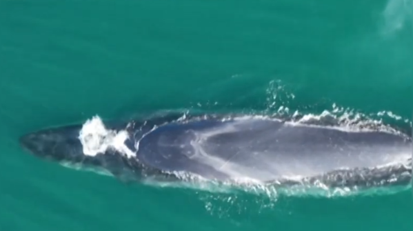 This giant whale has resurfaced after disappearing for more than a 100 ...