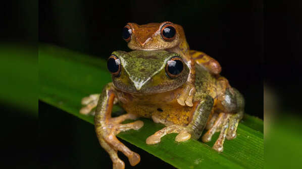 All about the unique ritual of frog weddings in India