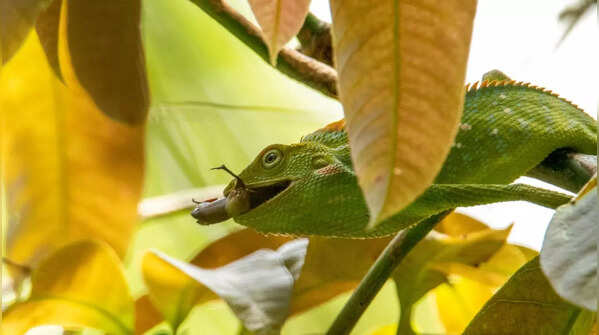 6 lizards that prove reptiles can be adorable