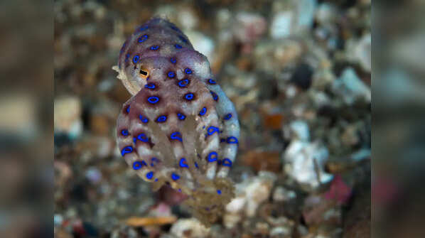 The venom of this octopus can kill 20+ humans within minutes