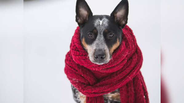 Which dog should you get? Small or large? Pros & cons