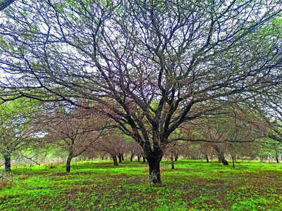 Road widening threatens green cover inside lake