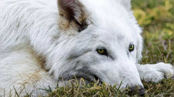 Elon Musk wants to pet Dire Wolves: 5 lesser known facts about Dire ...