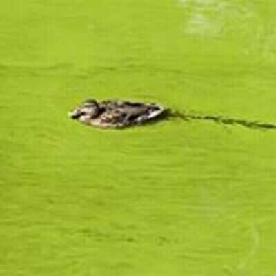 Pressure cooking turns algae into oil