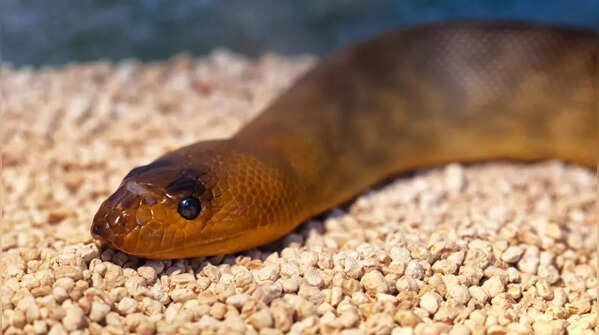 10 non-venomous snakes found in India