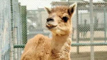 Rare Hybrid Animals Hybrids | List, Rarity, Yield | CryptoZoo World