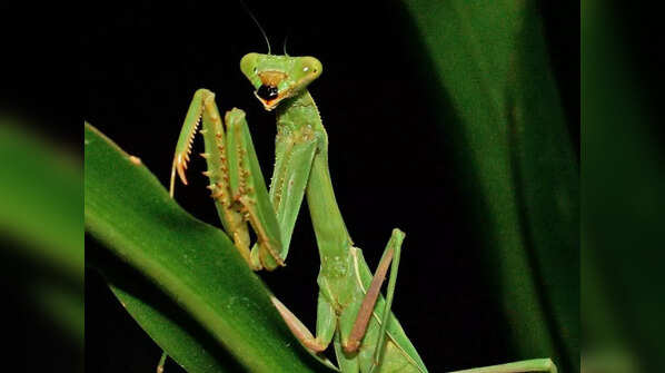 9 animals that eat their partners