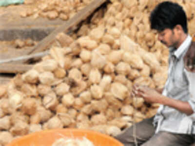 Coconut prices increase steeply in city’s markets