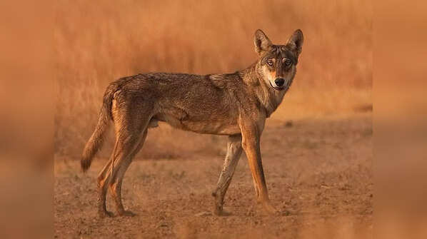 8 rare animals found in Pakistan