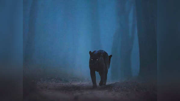 Shaaz Jung: My friend 'Scarface', the leopard warrior of Nagarhole