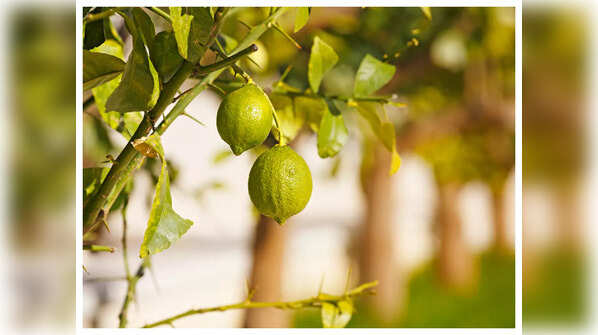 Types of lemons and their unique uses