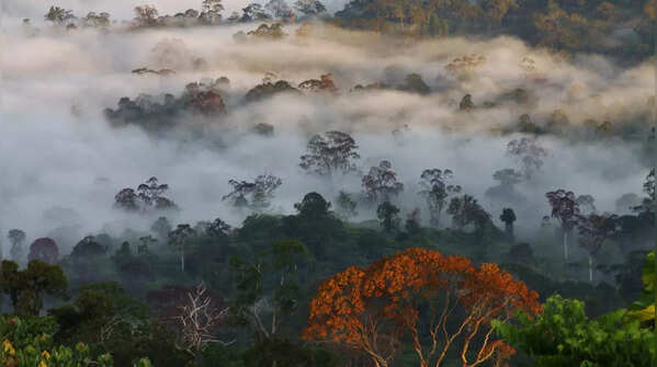 7 types of forests found around the world