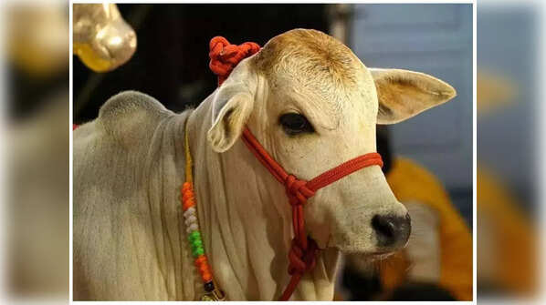 Punganur Cow: The world’s smallest and cutest cattle breed from India