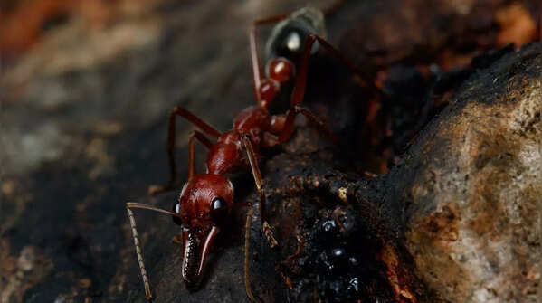 5 most dangerous Ants in the world that no one told you about