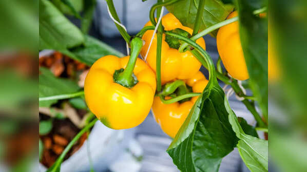 Types of bell peppers and how do they differ in nutrition