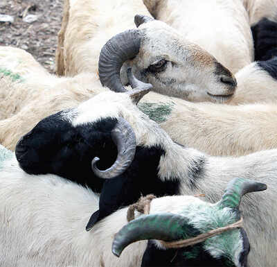 High-cost pedigree goats on sale this Bakrid