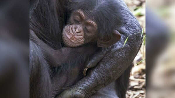 Pregnant chimp adopts orphan in 'unheard of' act