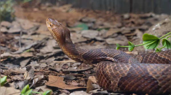 10 scariest snakes that are known to lurk around backyards