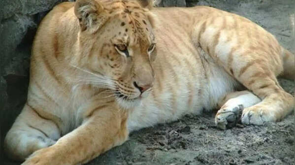 8 rare hybrid animals created by humans and their unique traits