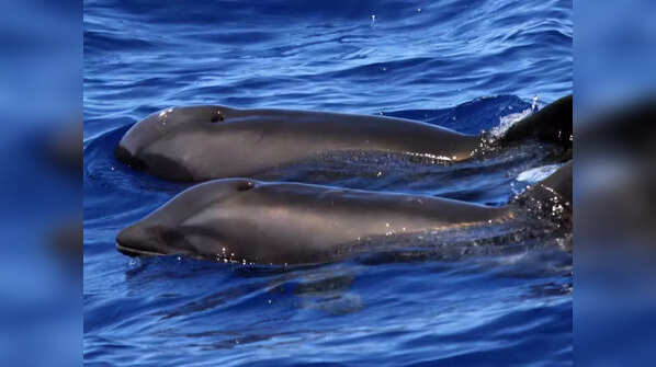 7 hybrid animals that are wonders of nature