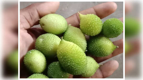 What is Kantola and what are the benefits of this monsoon vegetable