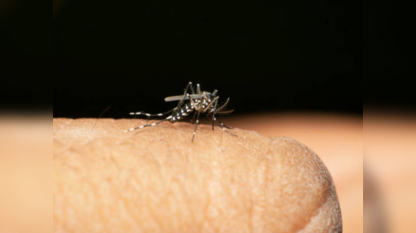 Zika virus infection in Kerala: Here's how to stay safe