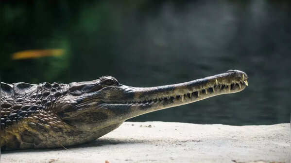 7 scary-looking animals that are harmless to humans in reality