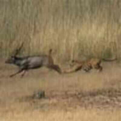 What dread hand and what dread feet