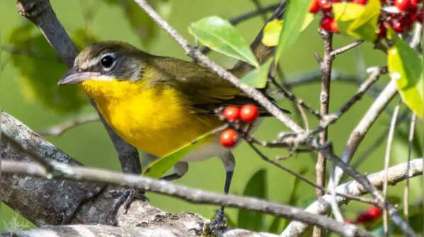 6 birds that can mimic human voices the best