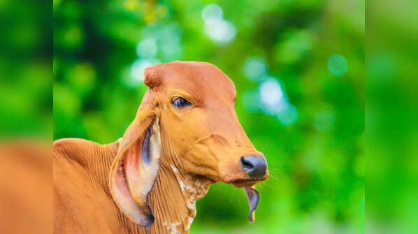 Punganur Cow: The world’s smallest and cutest cattle breed from India
