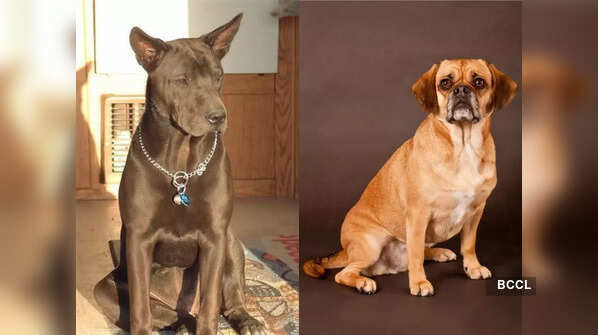 Here's how mutts and designer dogs are different