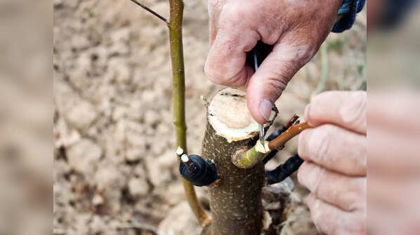 Scientists develop 'Brimato' - A hybrid vegetable that's grown on a ...