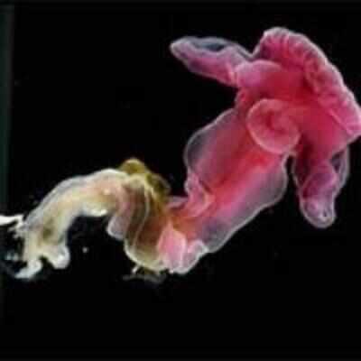 Yoda worm brings Star Wars to the deep sea
